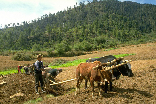 Bhutan Economy - Facts & Information - Go Bhutan Tours