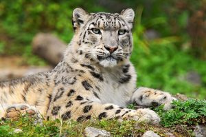 Bhutan Environment | Forests and Wildlife Conservation - Go Bhutan Tours