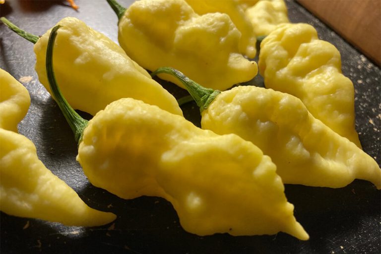 Chili Bhut Jolokia | The Ghost Pepper In Bhutan - Bhutan Tours